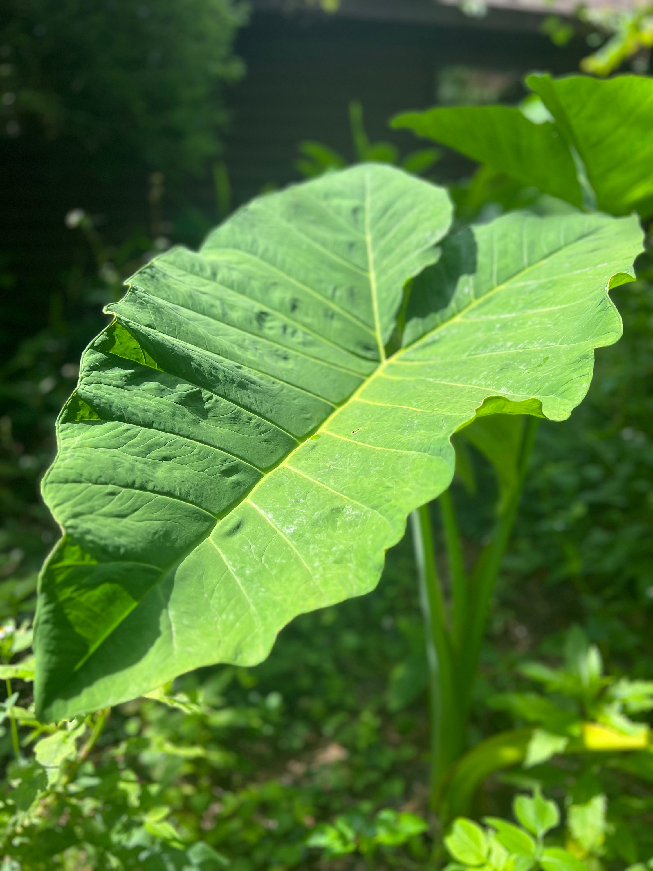 Two Giant Elephant Ear Starter Bulbs Xanthosoma Robustum - Etsy