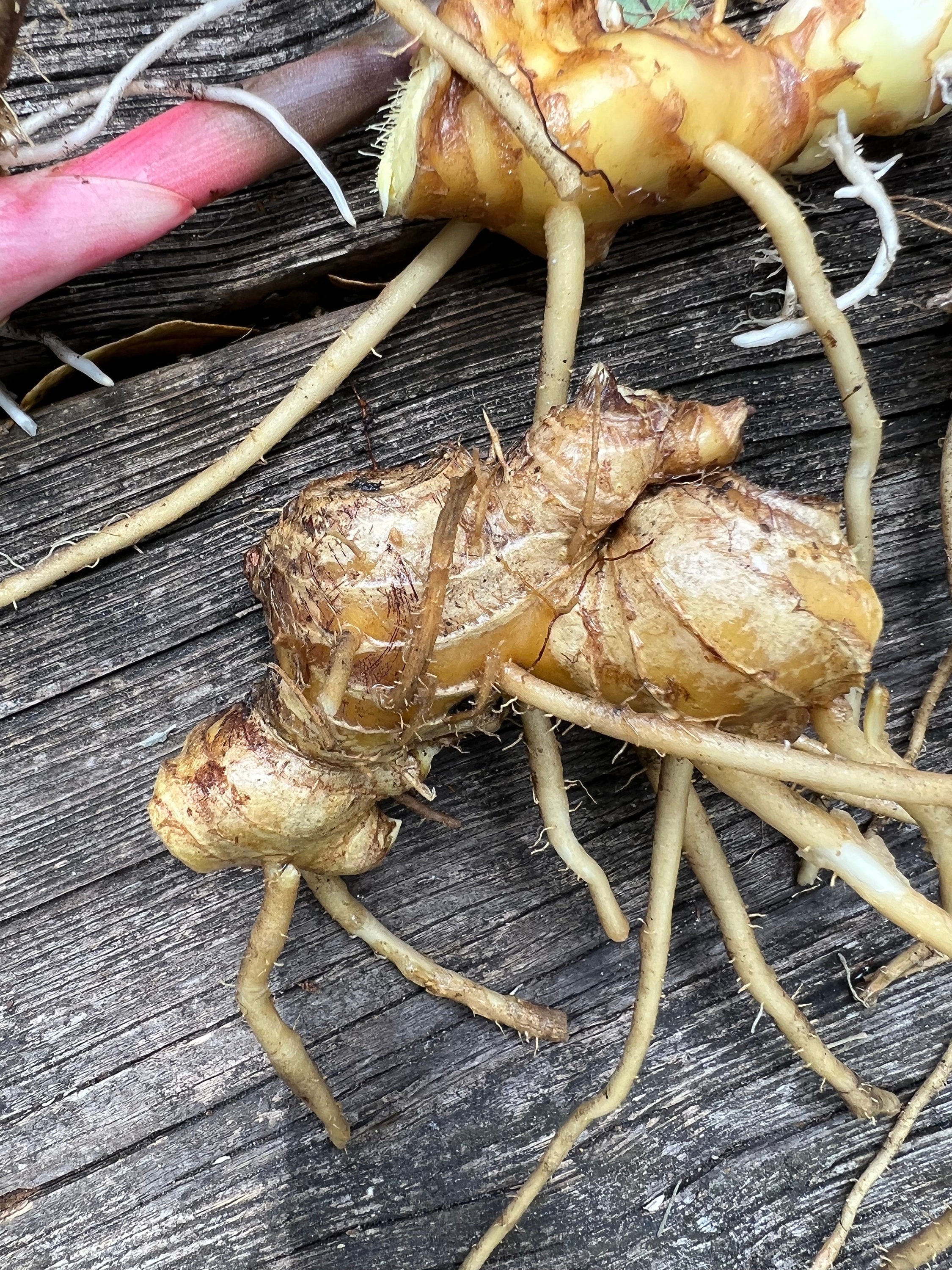 TEN Shampoo Ginger Rhizomes - Etsy