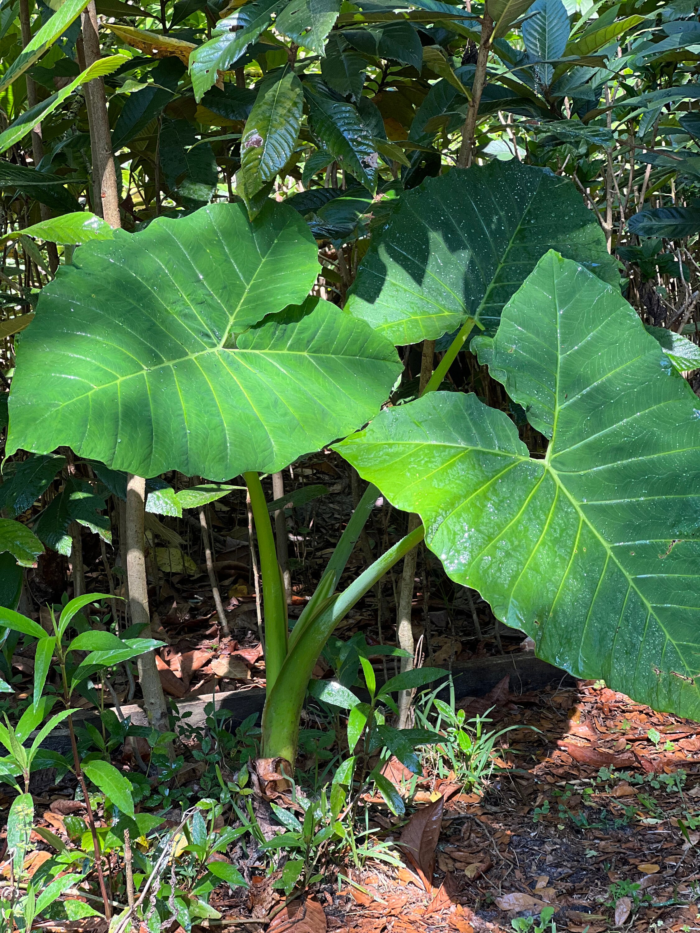 Two Giant Elephant Ear Starter Bulbs Xanthosoma Robustum - Etsy