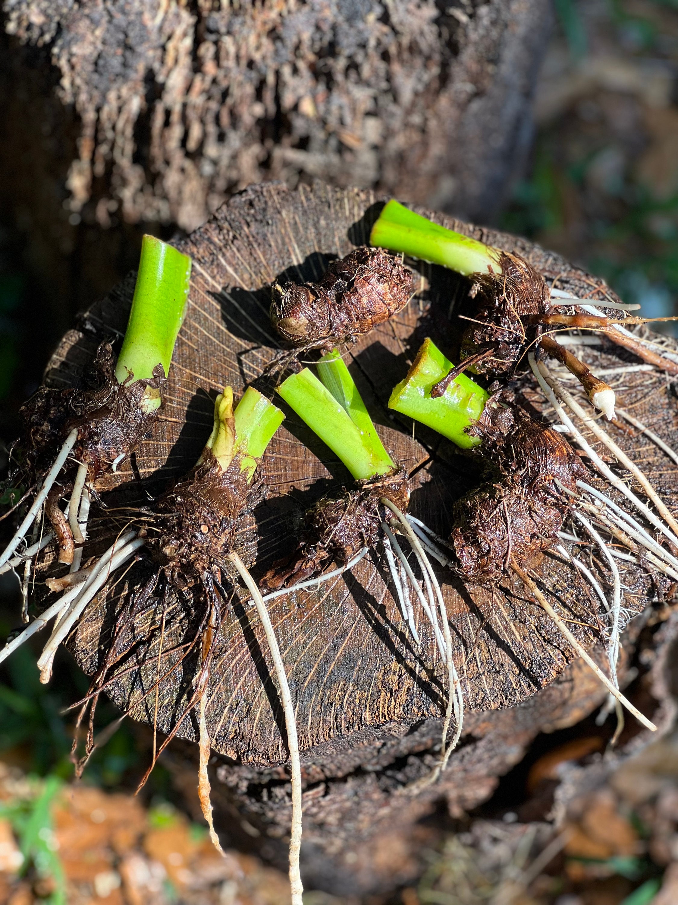 Two Giant Elephant Ear Starter Bulbs Xanthosoma Robustum - Etsy