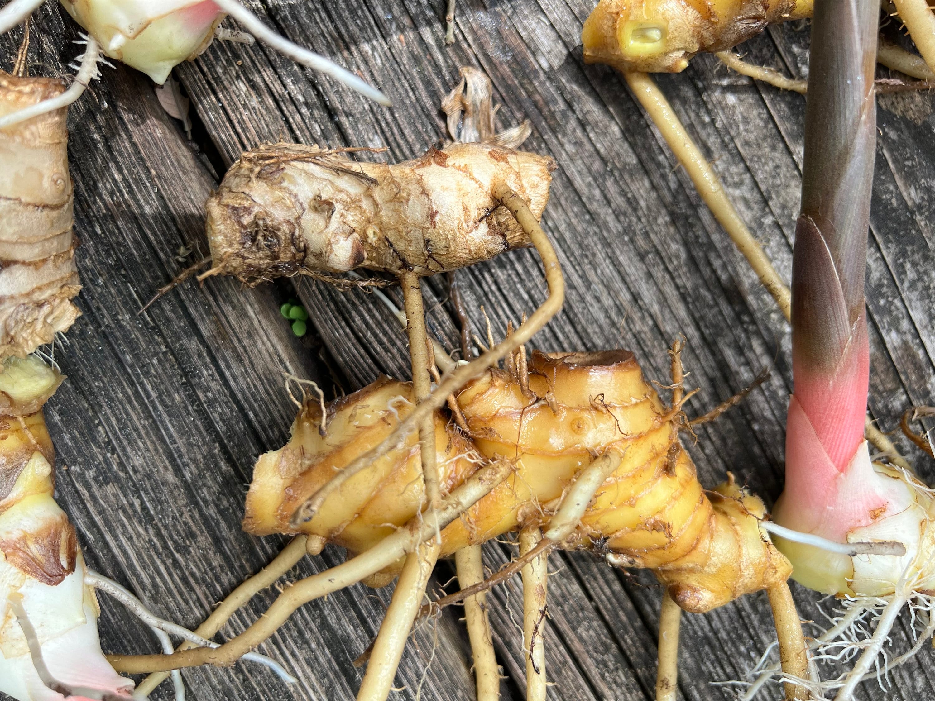 TEN Shampoo Ginger Rhizomes - Etsy