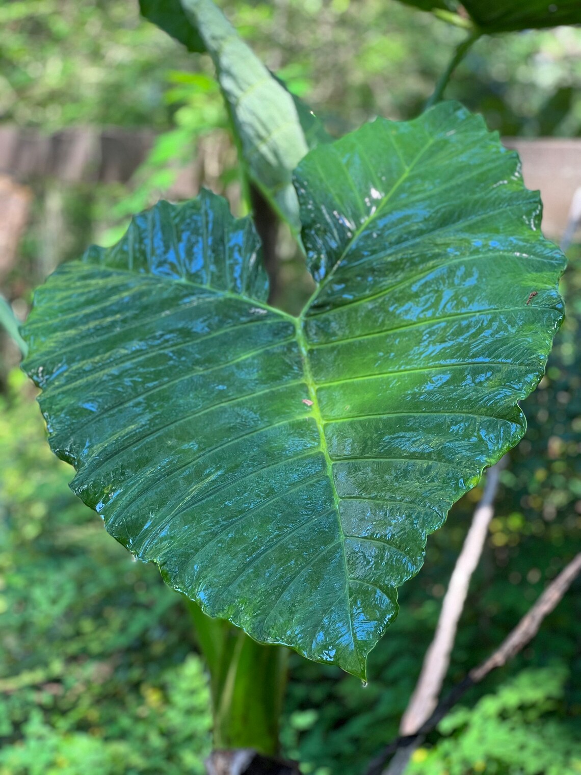 Two Giant Elephant Ear Starter Bulbs Xanthosoma Robustum - Etsy