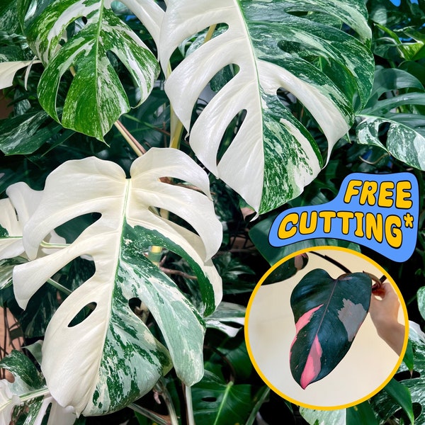 White Monstera Plant - Etsy