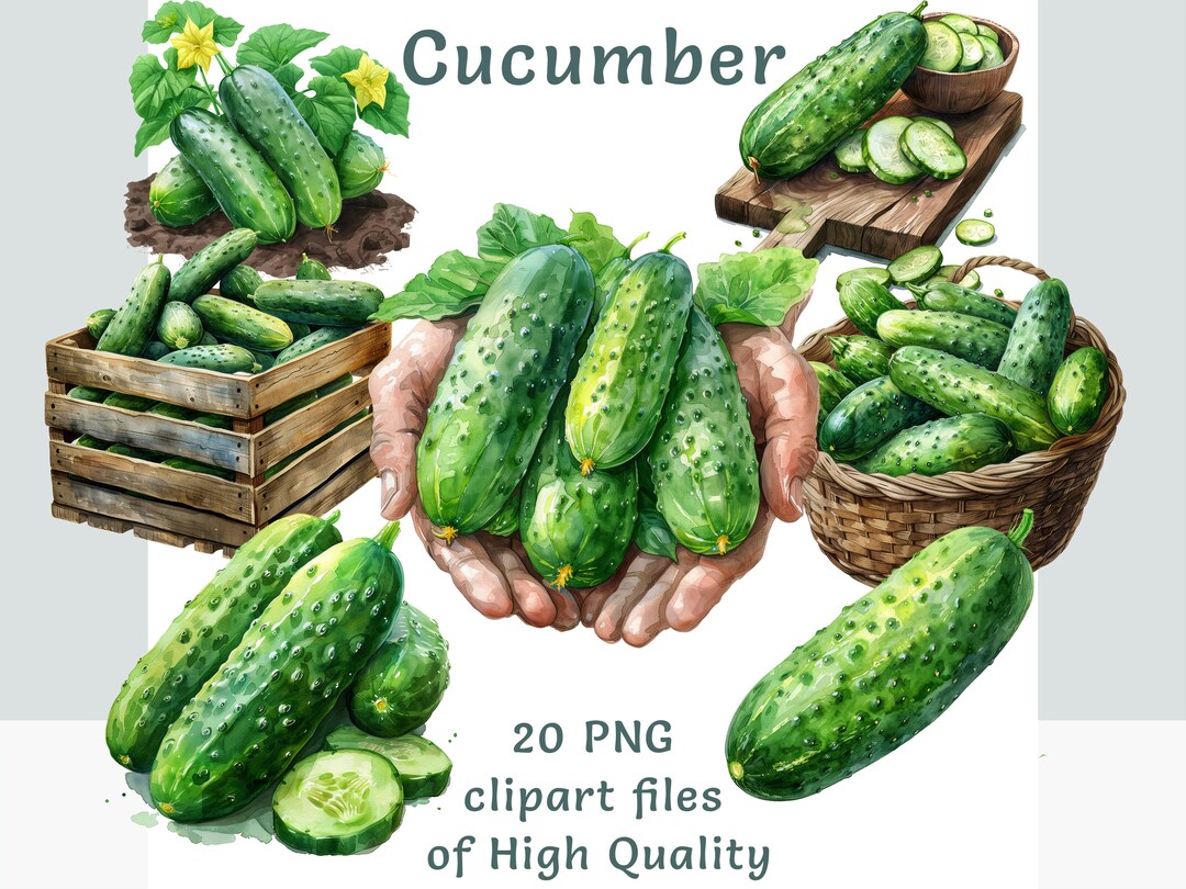 Cucumber Clipart Bundle, Watercolor Vegetables Clipart, Commercial Use ...