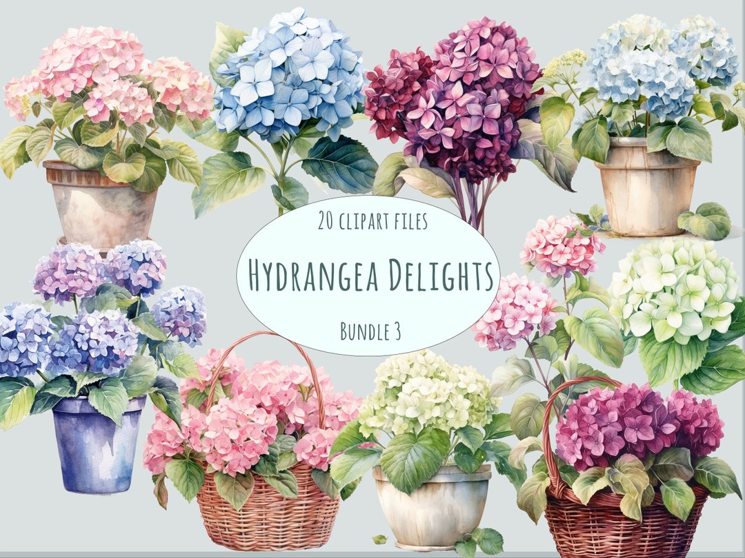 Hydrangea Clipart, 20 Watercolor PNG Files, Multi-color Hydrangea ...