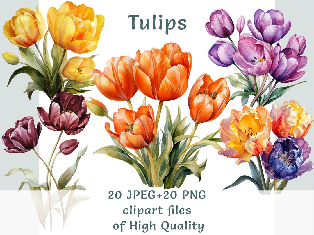 Tulip Clipart | 20 PNG JPEG | Watercolor Floral Clipart | Commercial ...