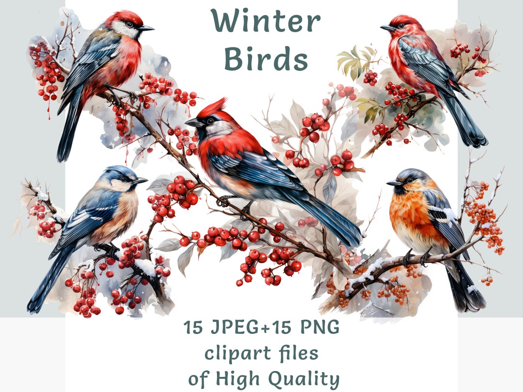 Watercolor Winter Birds Clipart 15 High Quality Pngs and Jpegs Winter ...