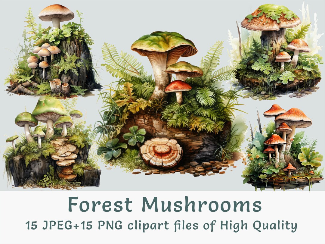 Watercolor Forest Mushrooms Clipart Fungi Digital Illustration - Etsy