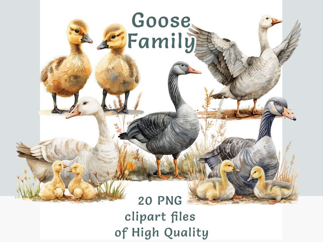 Goose Clipart Bundle: 20 Watercolor PNG Files for Commercial Use ...