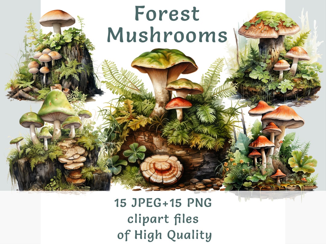 Watercolor Forest Mushroom Clipart, 15 High Quality PNG and JPEG ...