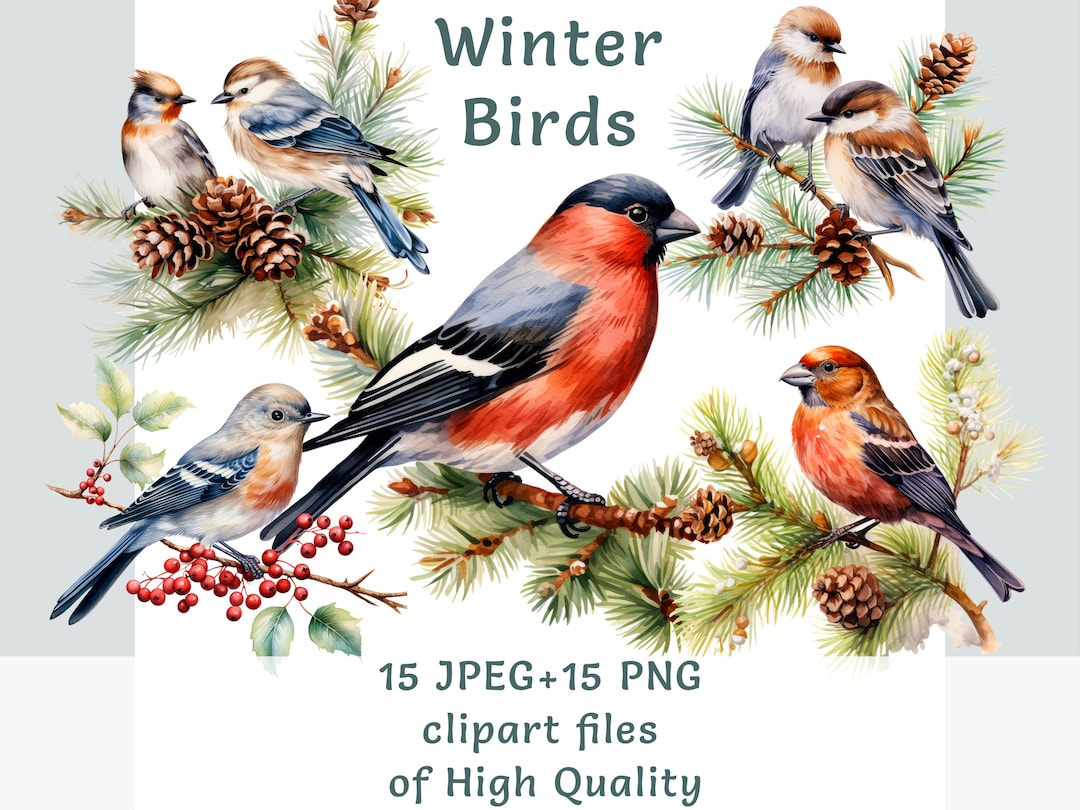 Birds Clipart | 15 PNG + JPEG | Watercolor Winter Birds Digital ...