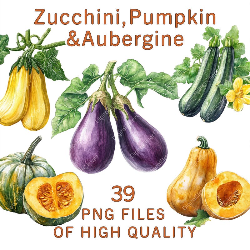 Zucchini Clip Art Digital - Etsy