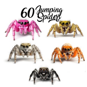 60 Colorful Jumping Spider PNG Clipart, Watercolor Spider Clip Art ...