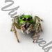 50 Colorful Jumping Spider PNG Clipart, Watercolor Spider Clip Art ...