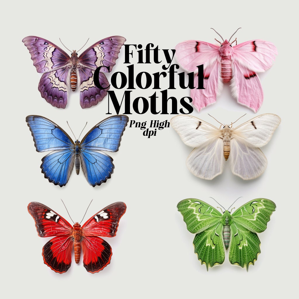 60 Realistic Colorful Moths PNG Clipart, Moth Clip Art, Cute Realistic ...