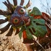 Majora's Mask Artisan Replica - Wearable Cosplay Mask - Etsy