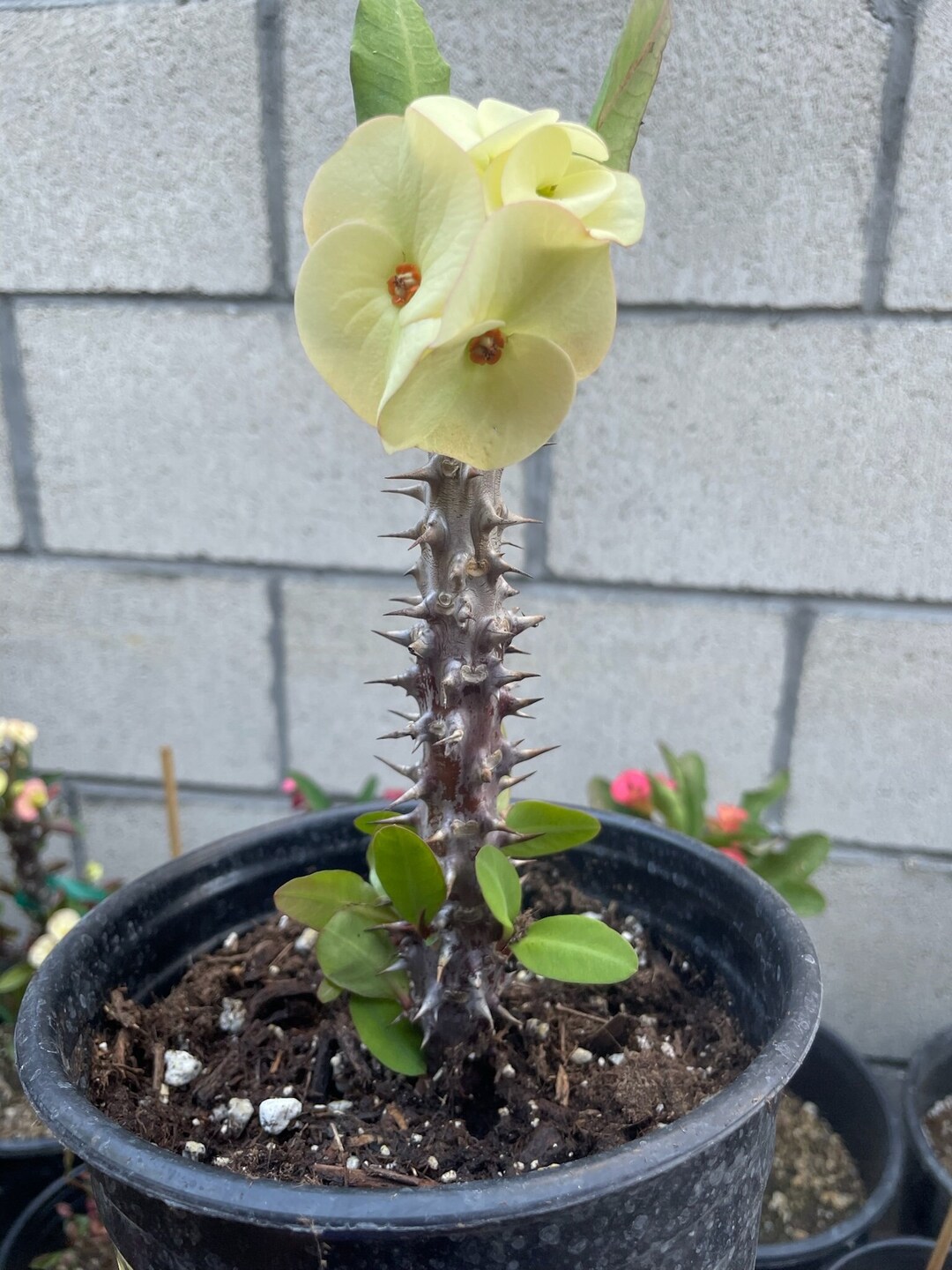 Corona De Cristo Planta, Crown of Thorns Plant, Chaiyo Collection - Etsy