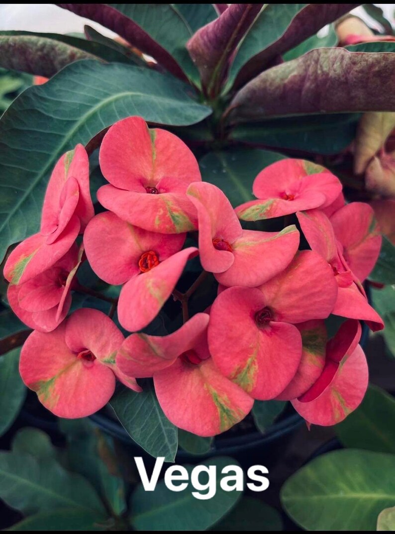 Corona De Cristo Planta Crown of Thorns Plant Euphorbia - Etsy