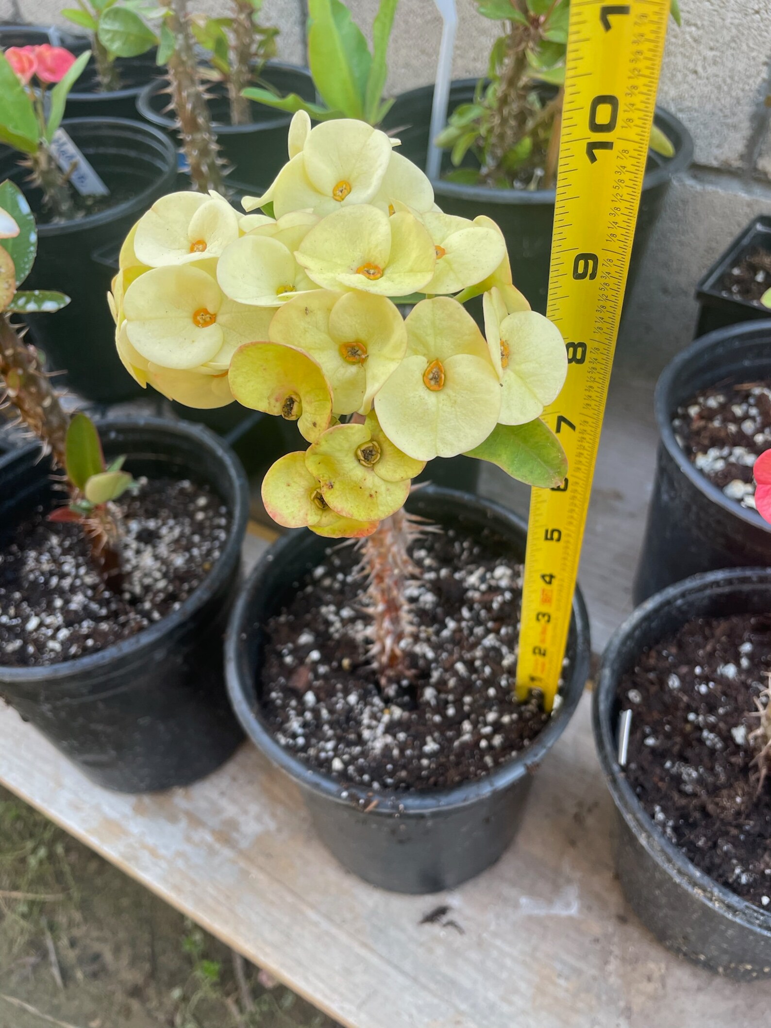 Corona De Cristo Planta, Crown of Thorns Plant, Chaiyo Collection - Etsy