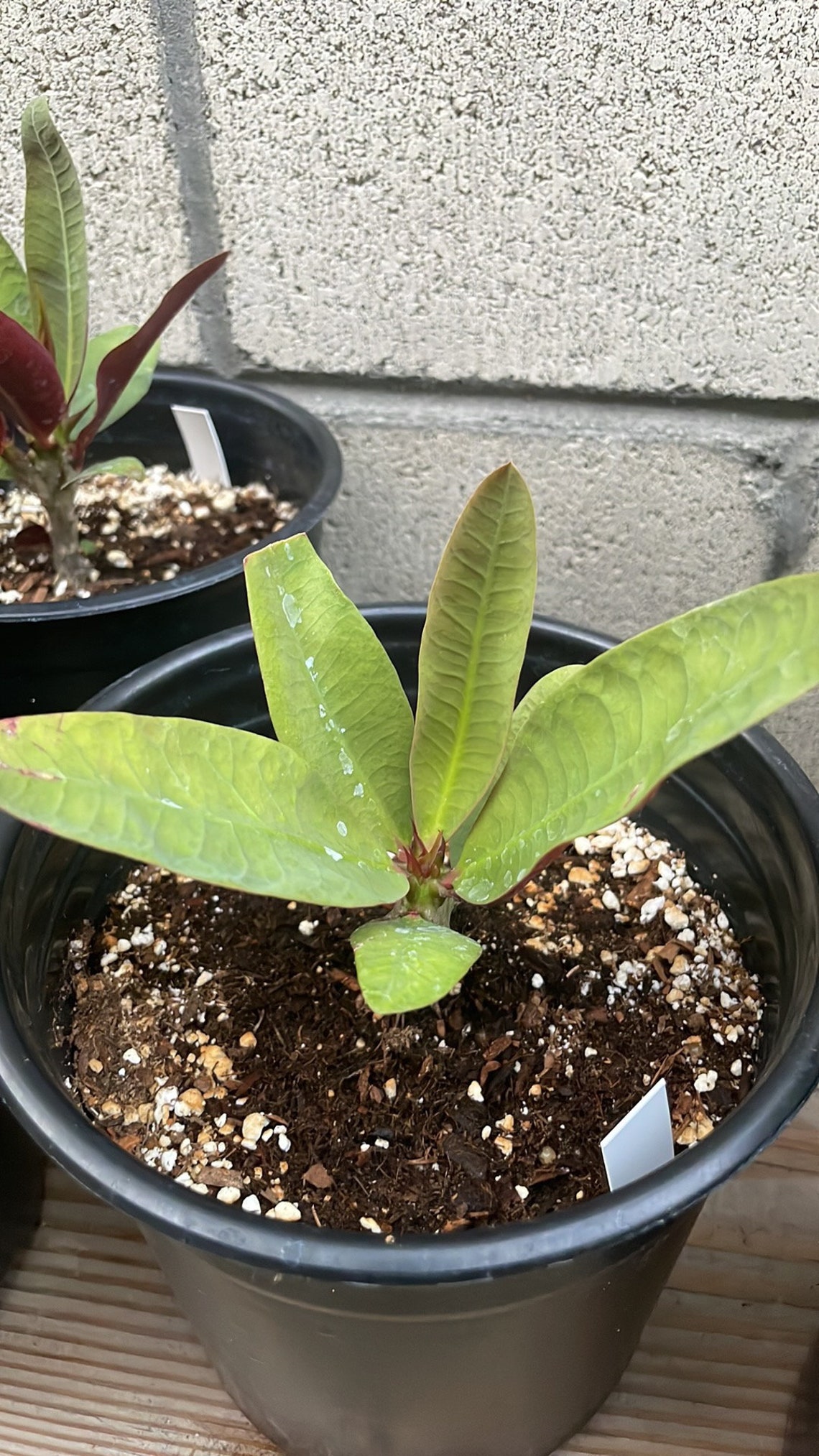 Corona De Cristo Planta Crown of Thorns Plant Euphorbia - Etsy