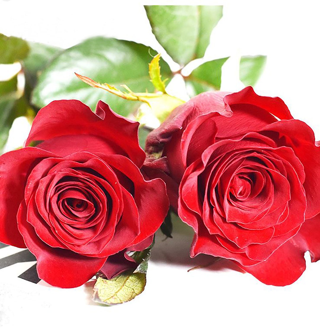 Rose Red Plateau 高原红non-grafted/own Root. - Etsy