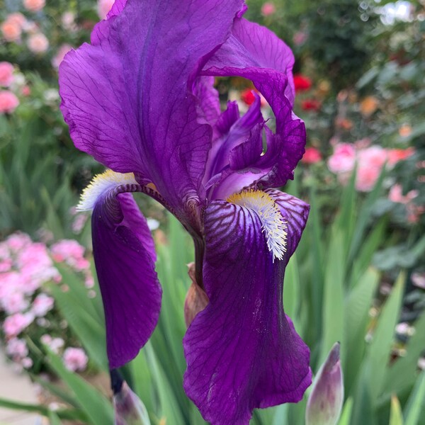 Reblooming Bearded Iris - Etsy