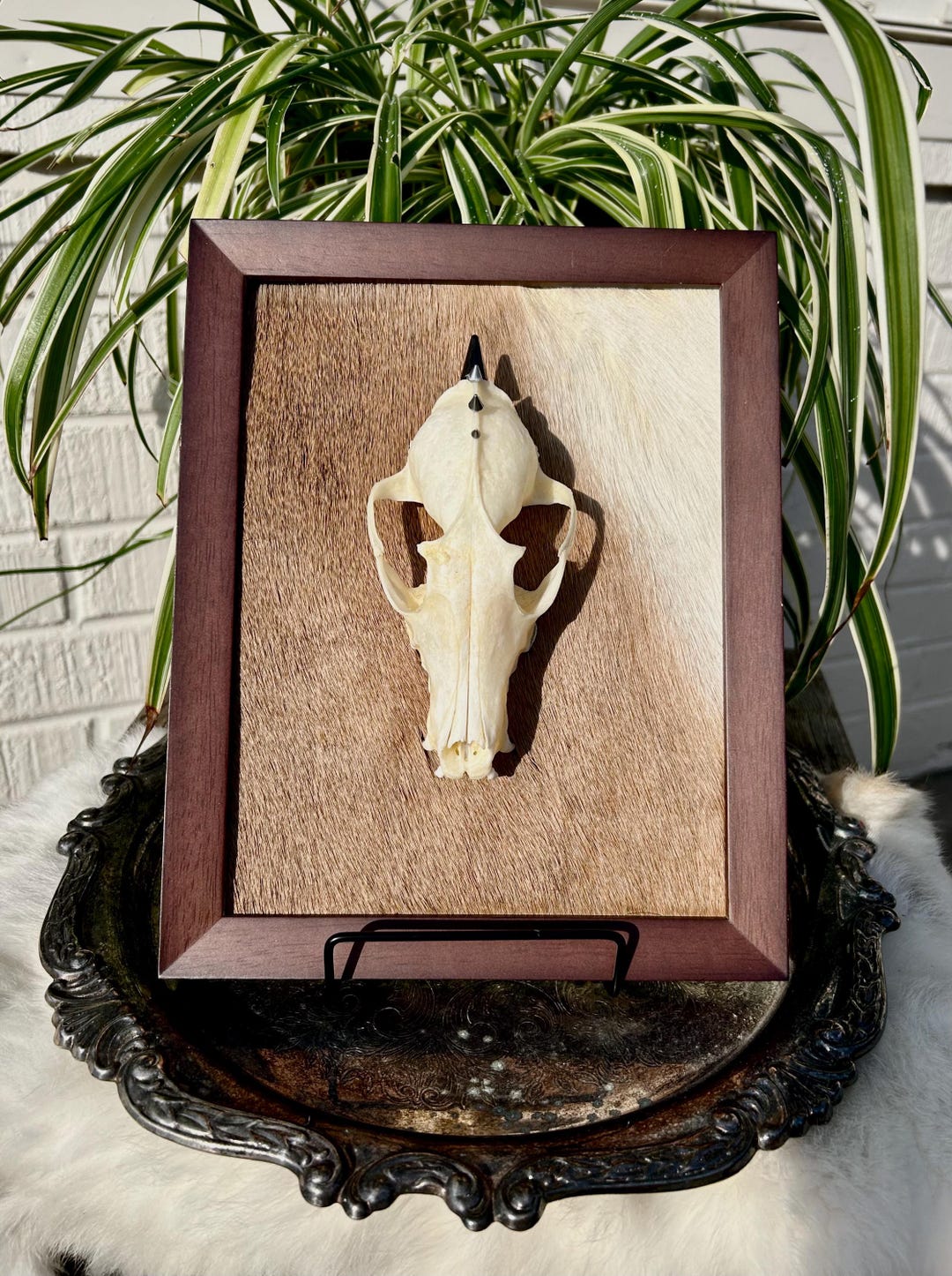 Red Fox Skull Frame - Etsy