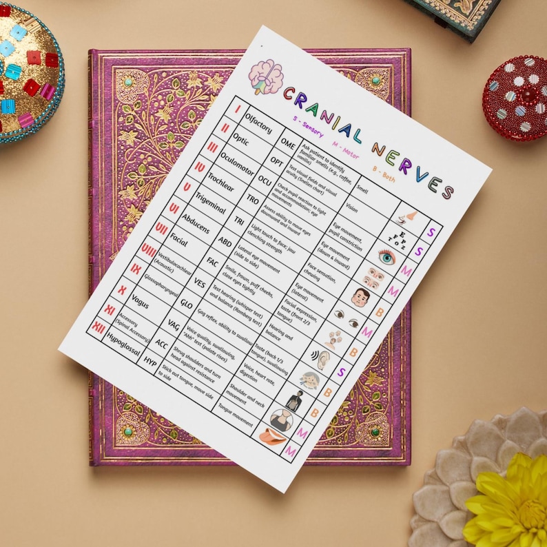 Cranial Nerves Study Guide, Cranial Nerves Chart, Cranial Nerves ...