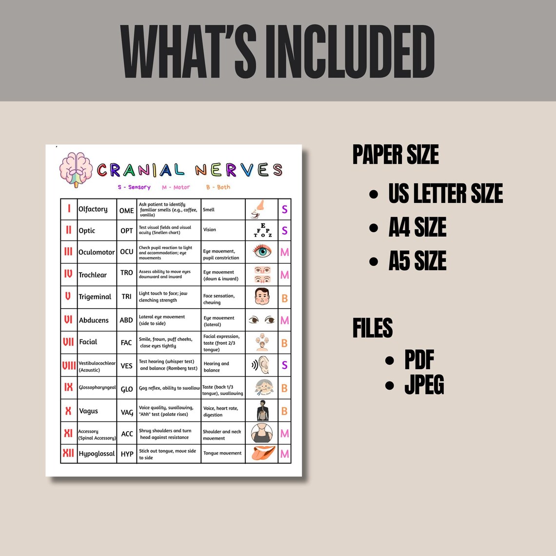 Cranial Nerves Study Guide, Cranial Nerves Chart, Cranial Nerves ...