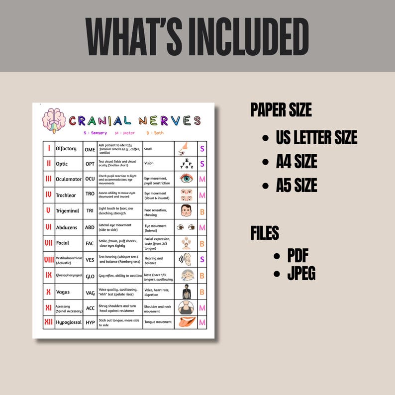 Cranial Nerves Study Guide, Cranial Nerves Chart, Cranial Nerves ...