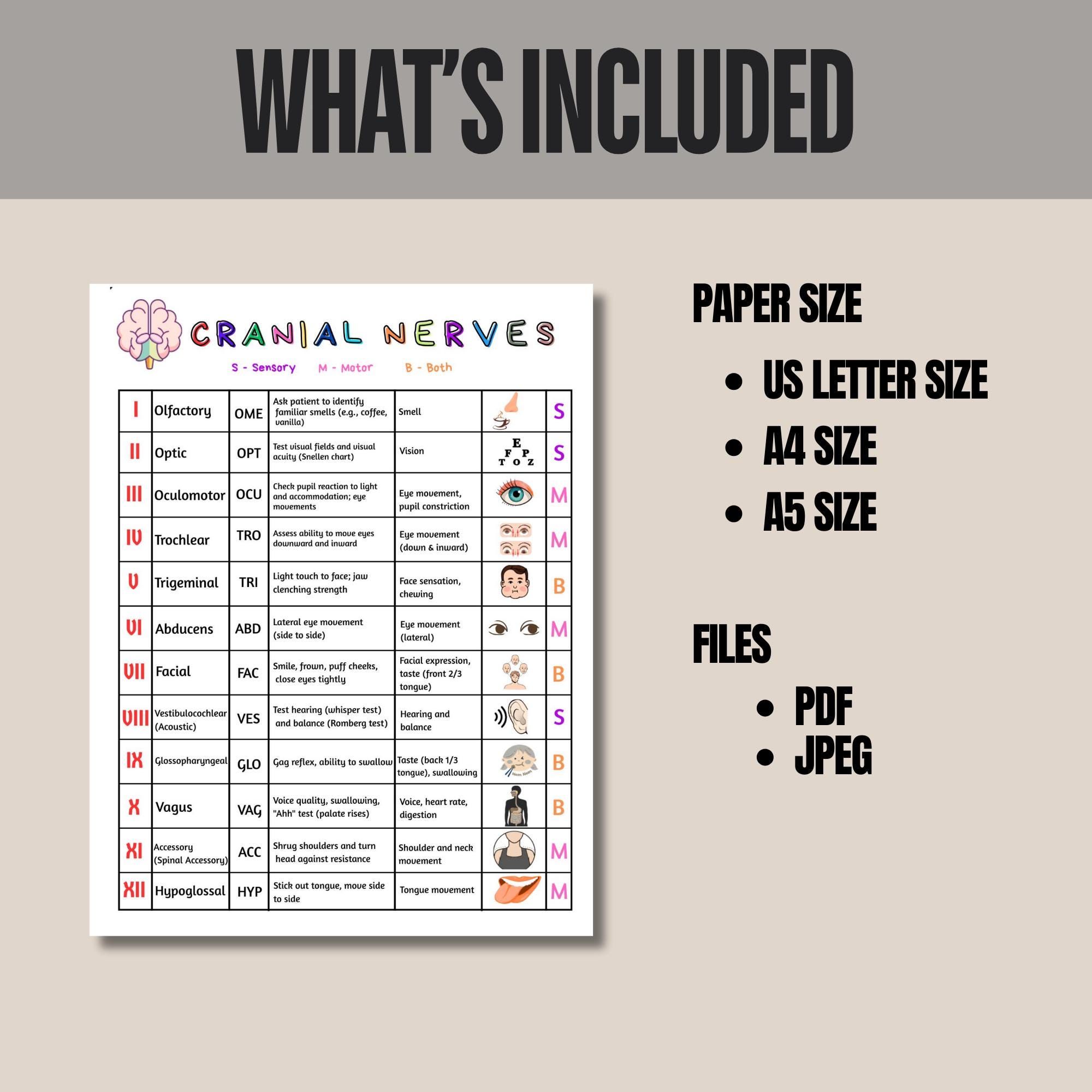 Cranial Nerves Study Guide, Cranial Nerves Chart, Cranial Nerves ...