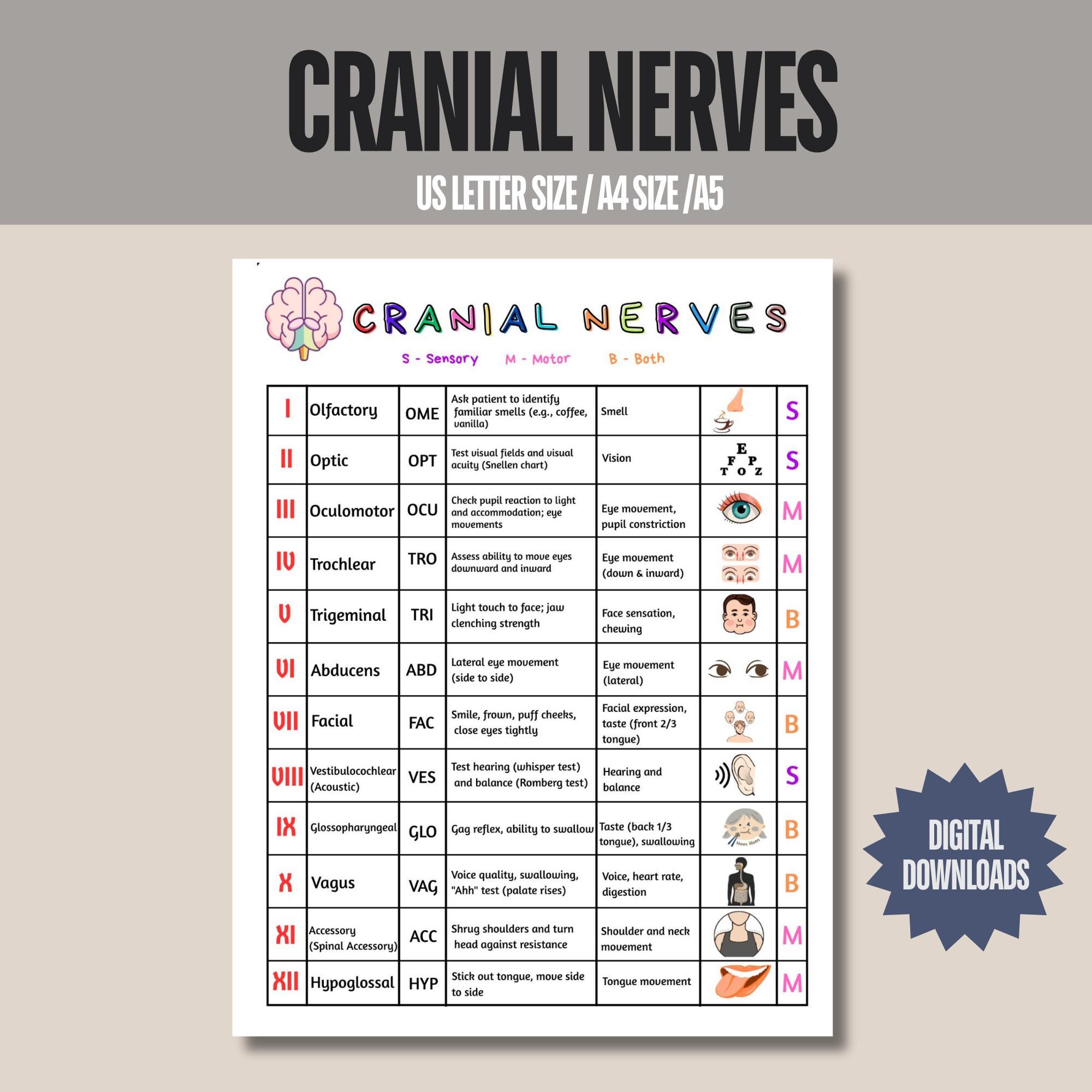 Cranial Nerves Study Guide, Cranial Nerves Chart, Cranial Nerves ...