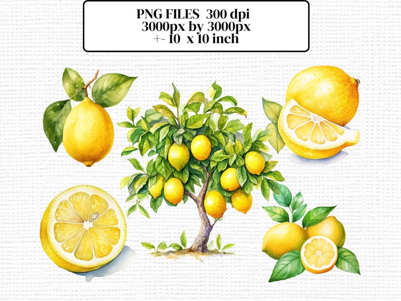 Summer Citrus Fruit Lemons Png Clipart Images watercolor - Etsy