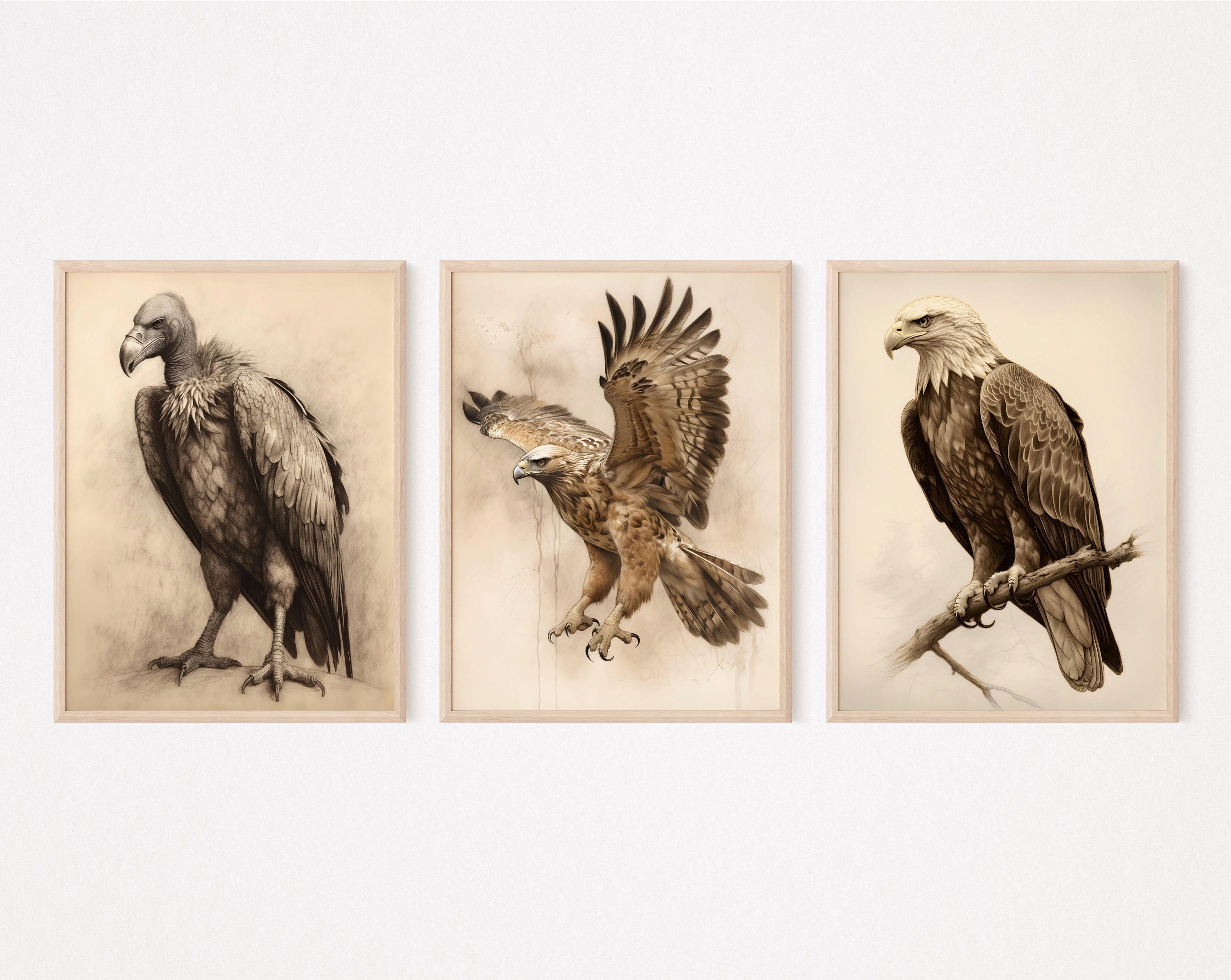 Set of 3 Wallart Birds of Prey Printable Bird Set | Hawk Eagle Vulture ...