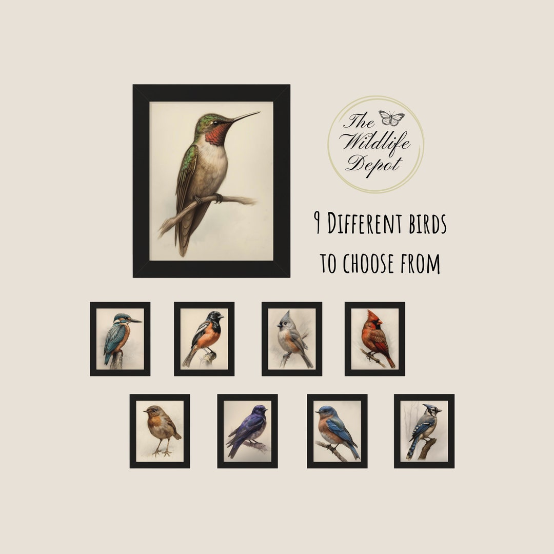 Bird Art - Vintage Bird Art Prints - Bird Wall Decor - Song Birds ...