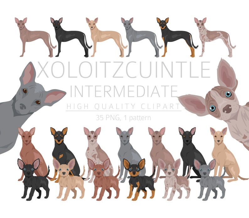Mexican Hairless Dog Clipart Bundle, Xoloitzcuintle Puppy Clipart, High ...