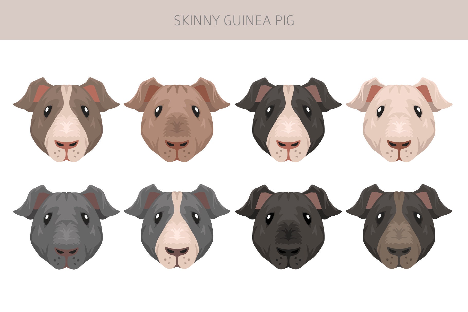 Skinny Guinea Pig Pet Clipart for Commercial Use. Hairless Skinny ...