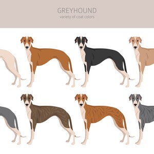 English Greyhound Clipart Bundle, Greyhound Puppy Clipart, High Quality ...