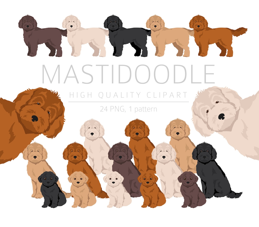 Mastiff Poodle Mix Clipart Bundle, Mastidoodle Puppies Clipart ...