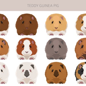 Teddy Guinea Pig Pet Clipart for Commercial Use. Teddy Pig Custom Coat ...