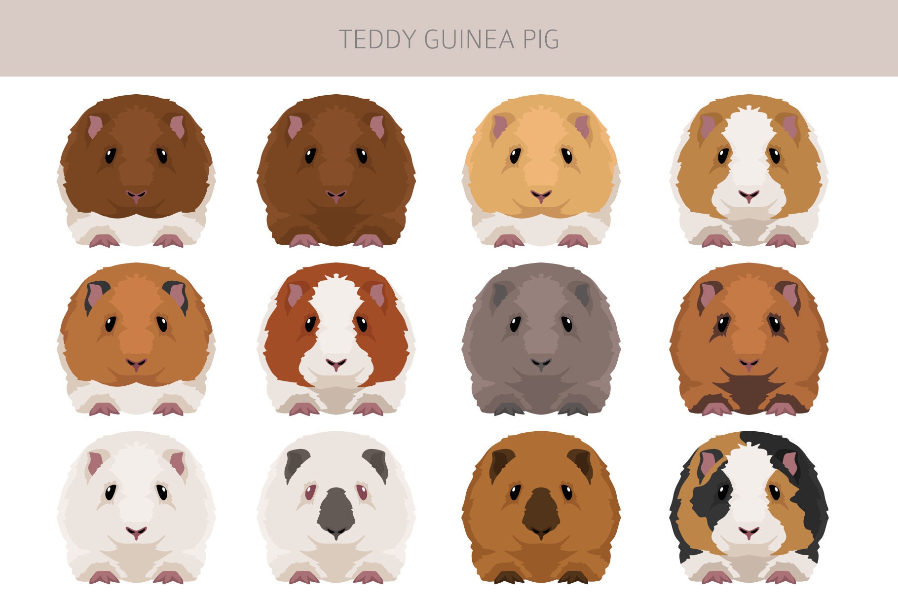 Teddy Guinea Pig Pet Clipart for Commercial Use. Teddy Pig Custom Coat ...