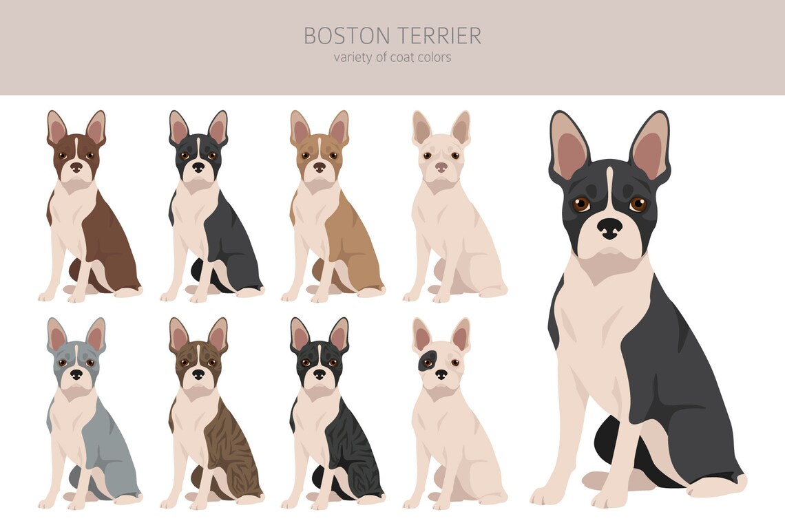 Boston Terrier Clipart Bundle, Boston Terrier Puppy Clipart, Dog High ...