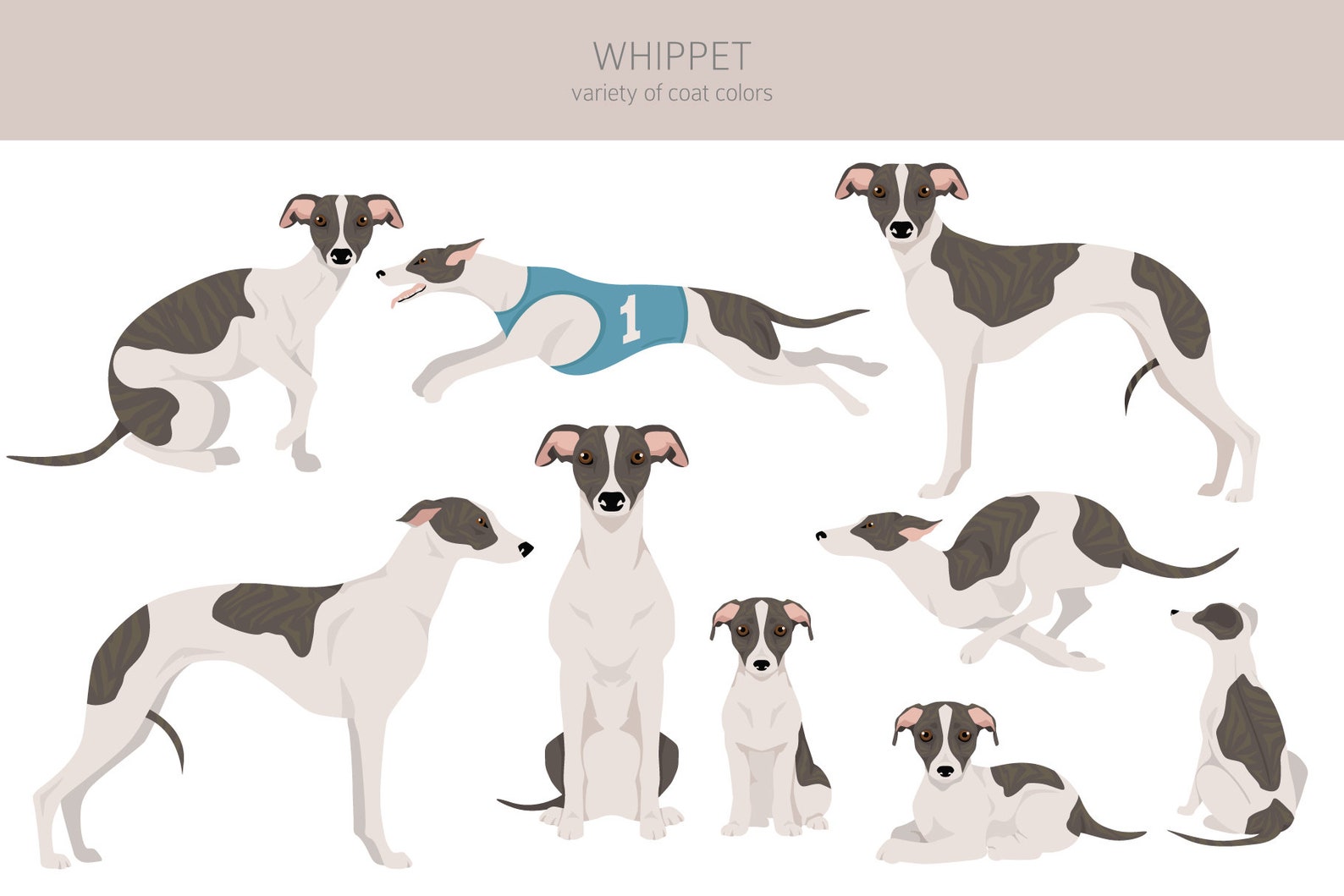 Whippet Dog Clipart Bundle, Snap Dog Pup Clipart, High Quality PNG ...