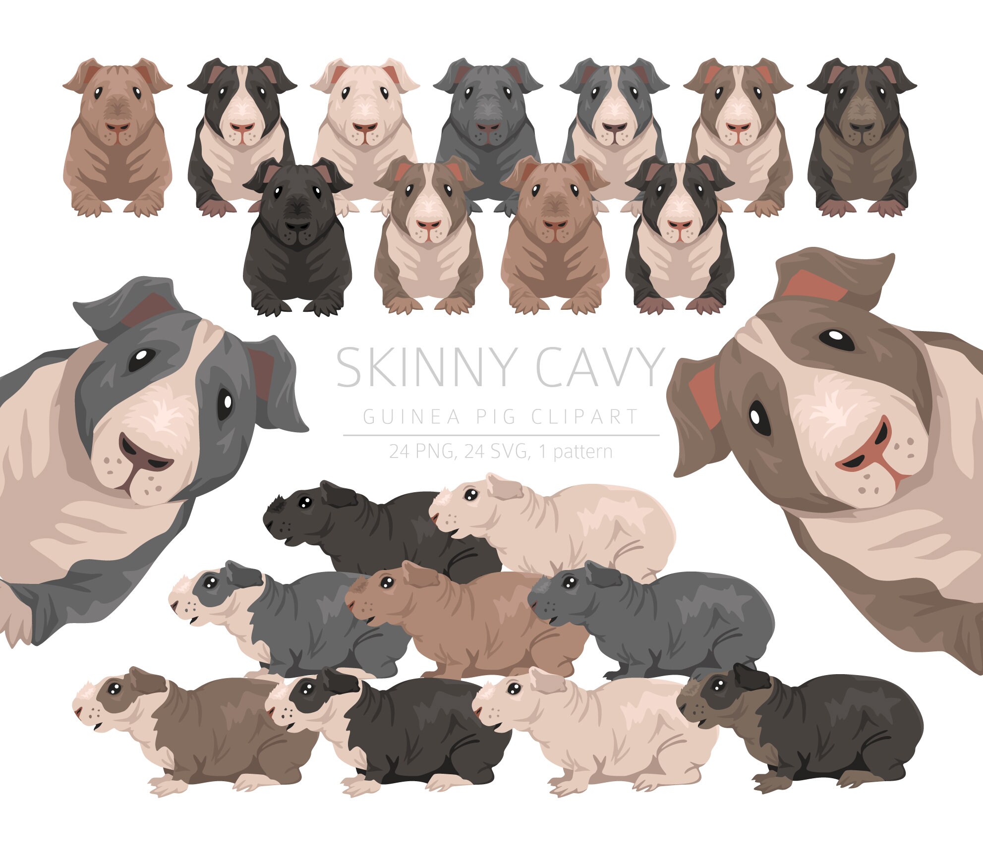 Skinny Guinea Pig Pet Clipart for Commercial Use. Hairless Skinny ...