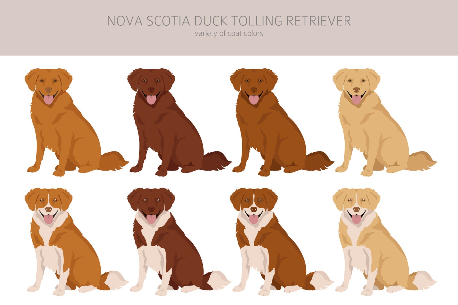 Nova Scotia Tolling Retriever Clipart Bundle, Duck Toller Puppy Clipart ...