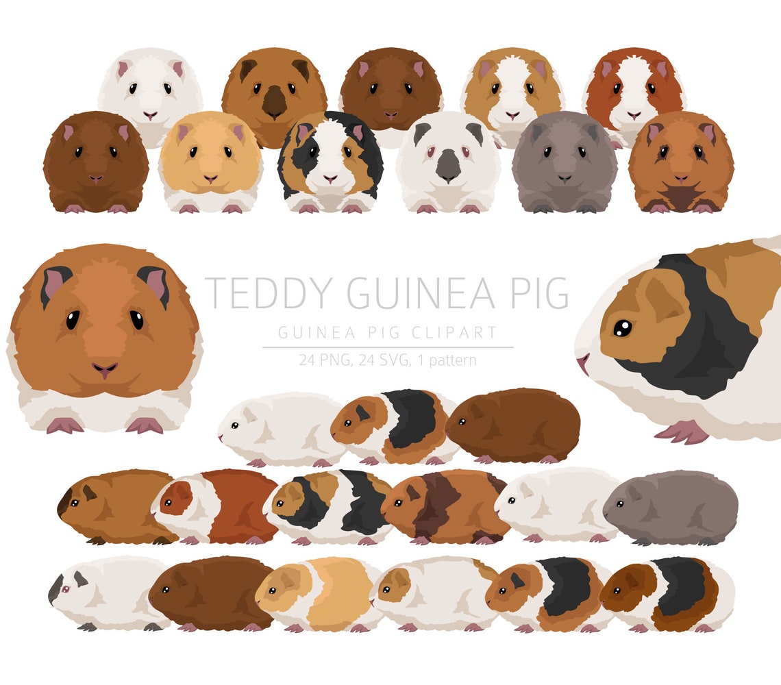 Teddy Guinea Pig Pet Clipart for Commercial Use. Teddy Pig Custom Coat ...