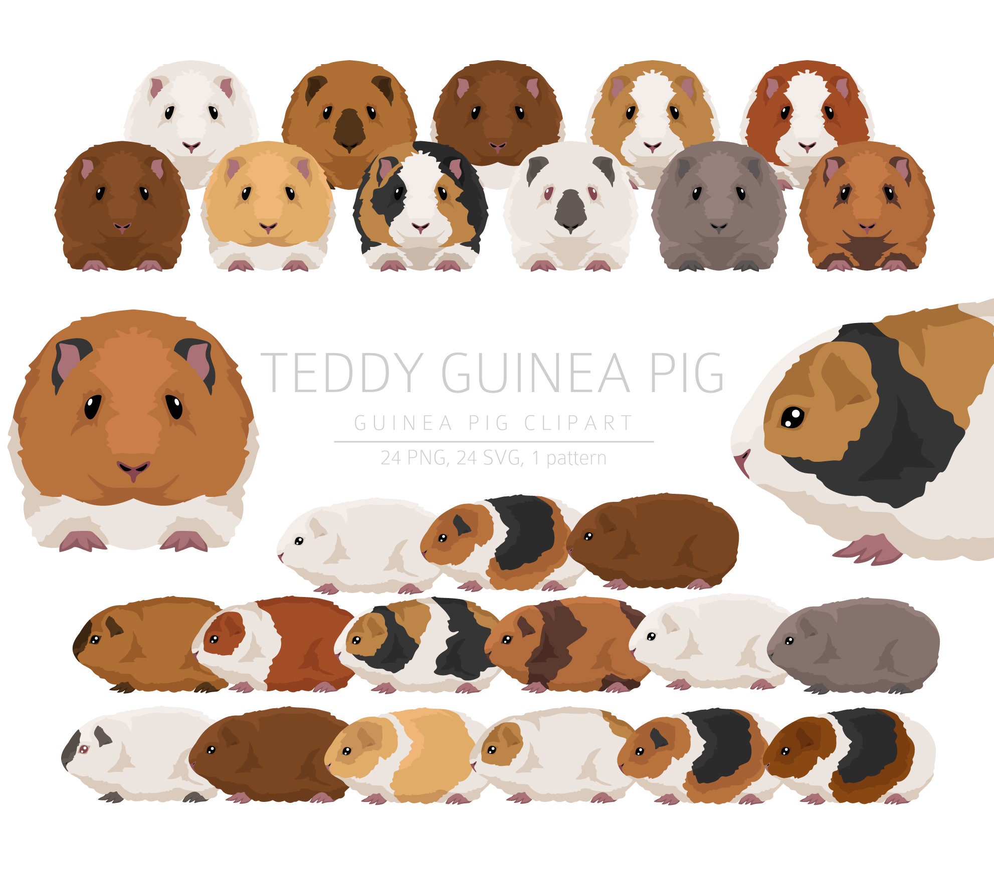 Teddy Guinea Pig Pet Clipart for Commercial Use. Teddy Pig Custom Coat ...