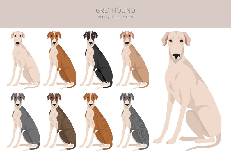 English Greyhound Clipart Bundle, Greyhound Puppy Clipart, High Quality ...