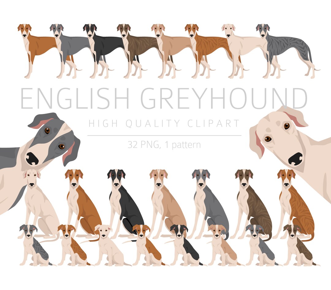 English Greyhound Clipart Bundle, Greyhound Puppy Clipart, High Quality ...