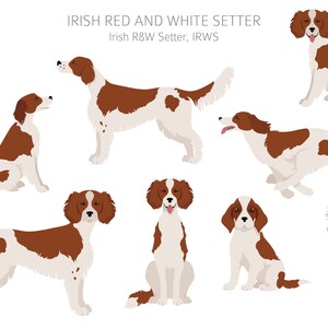 Irish Red and White Setter Clipart Bundle, Irish Setter Puppy Clipart ...